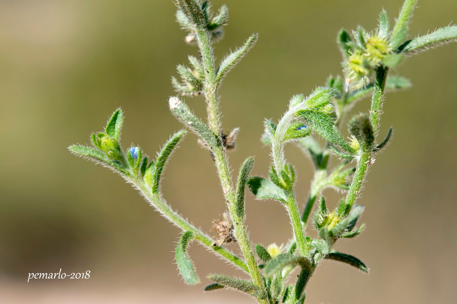 Plantas de Murcia: LAPPULA PATULA EN LA CELIA (JUMILLA). Fotos del mes ...