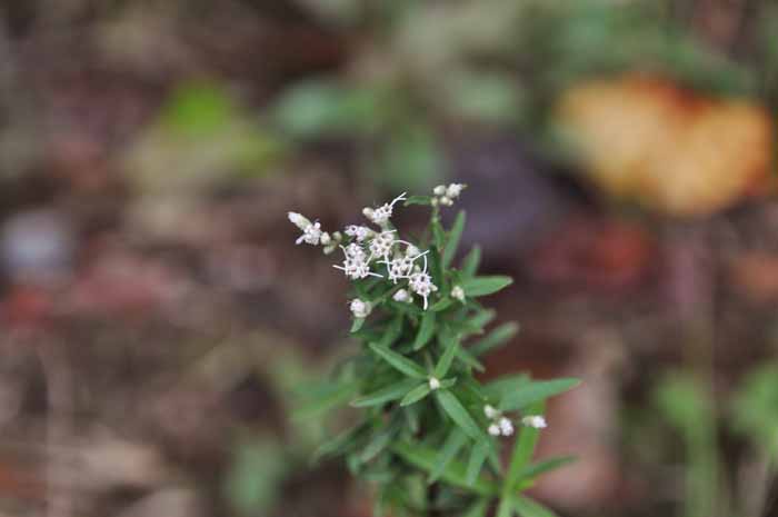 Fall Flowers: White Snakeroot, Boneset, and Hyssop Leaf Boneset