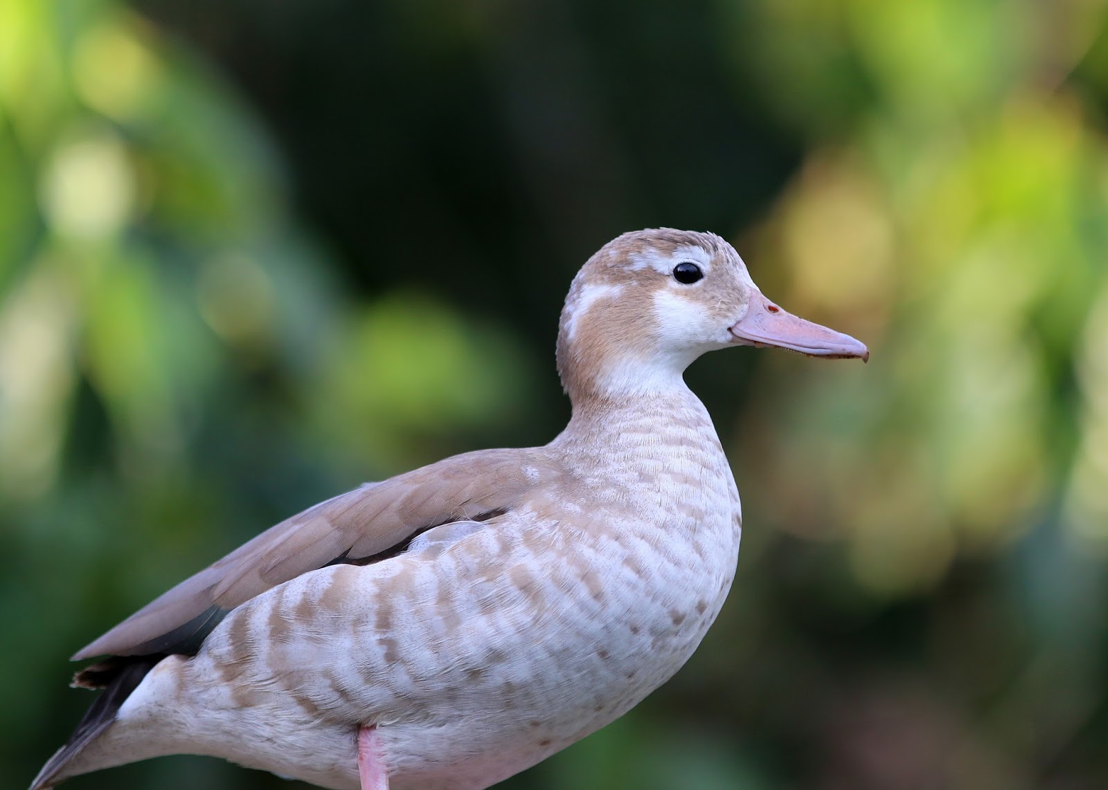 Homer High School Olympian: Species Spotlight: Ringed Teal