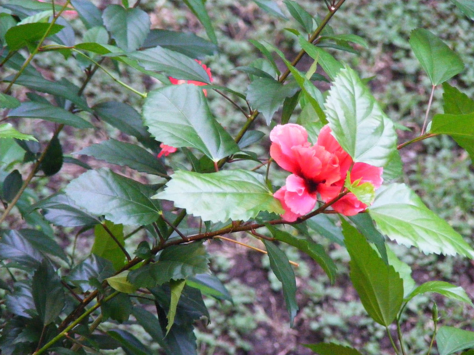 Sally's Garden: Cuba Flora and Fauna