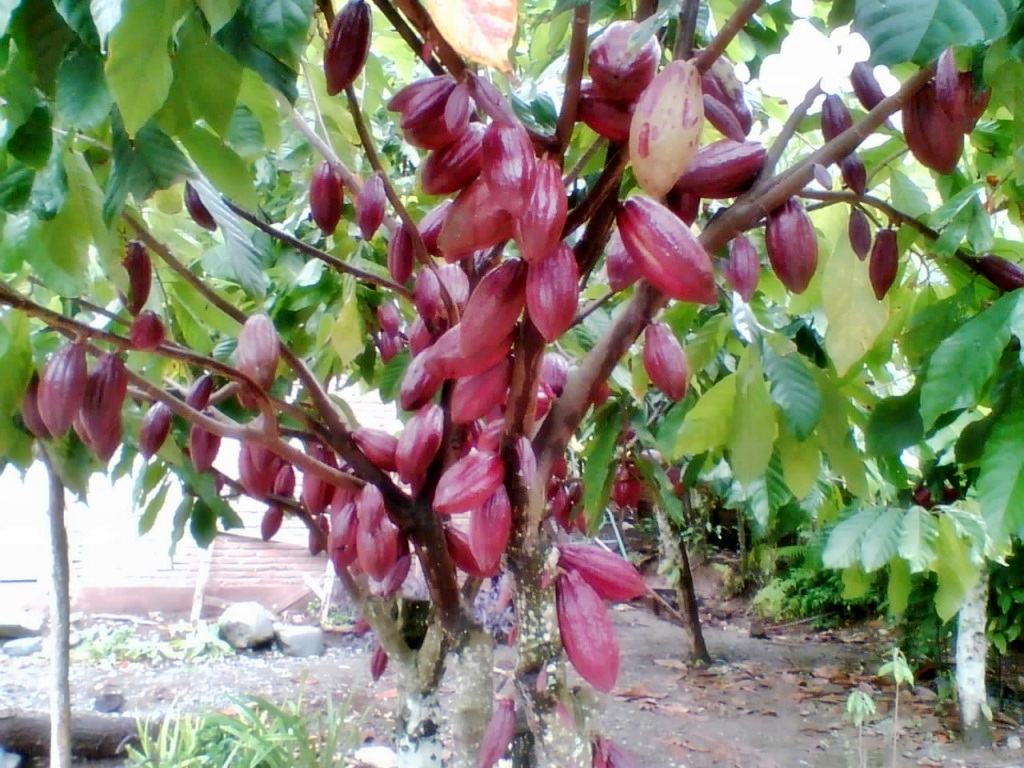 Budidaya kakao - BUDIDAYAKU