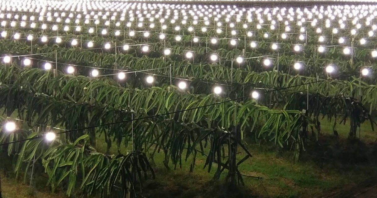 Estudiando Agricultura en Taiwán: Pitahaya – instalación eléctrica