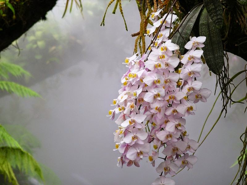 蘭花的故事: Phalaenopsos philippinensis 菲律賓蝴蝶蘭