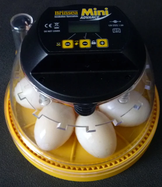 The Beginners Guide to Hatching Duck Eggs [with egg candling photos ...