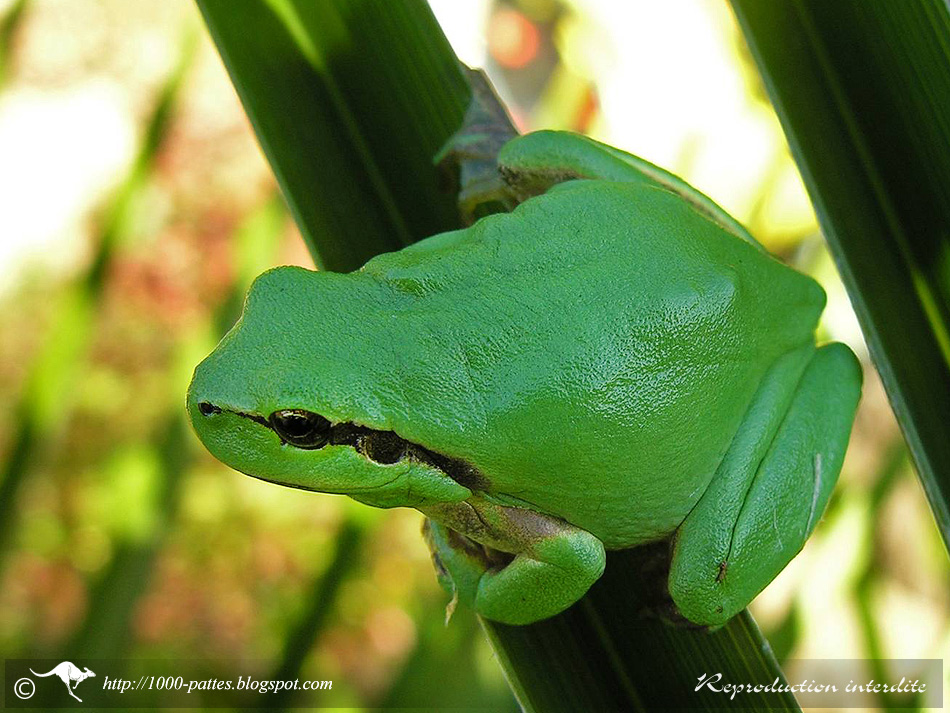 WILDLIFE GATEWAY: La Rainette verte