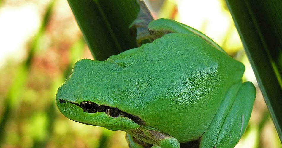 WILDLIFE GATEWAY: La Rainette verte