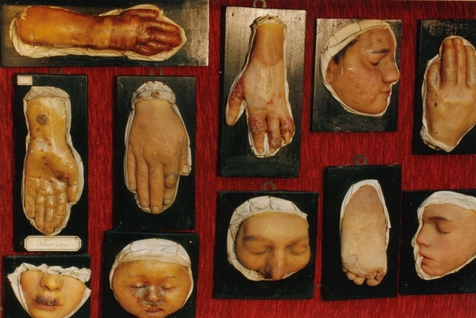 Panoptikum - Grand Musée Anatomique: Touring Historical Anatomy Museum ...