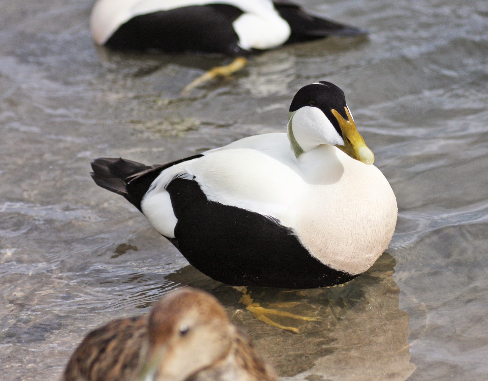 Simon and Karen Spavin: Eider Ducks