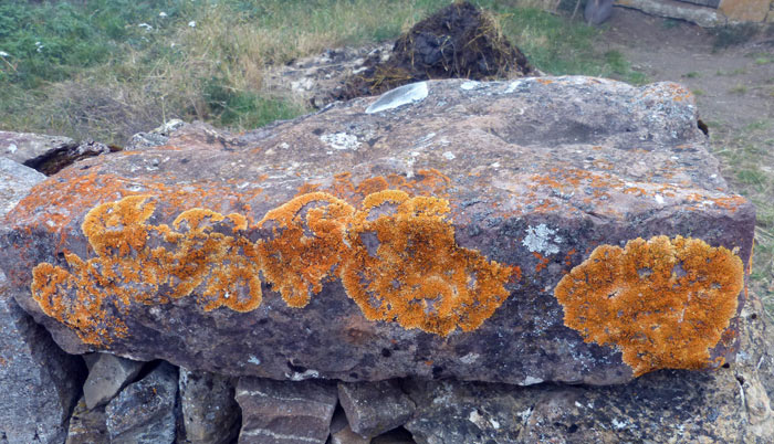 Líquenes crustáceos