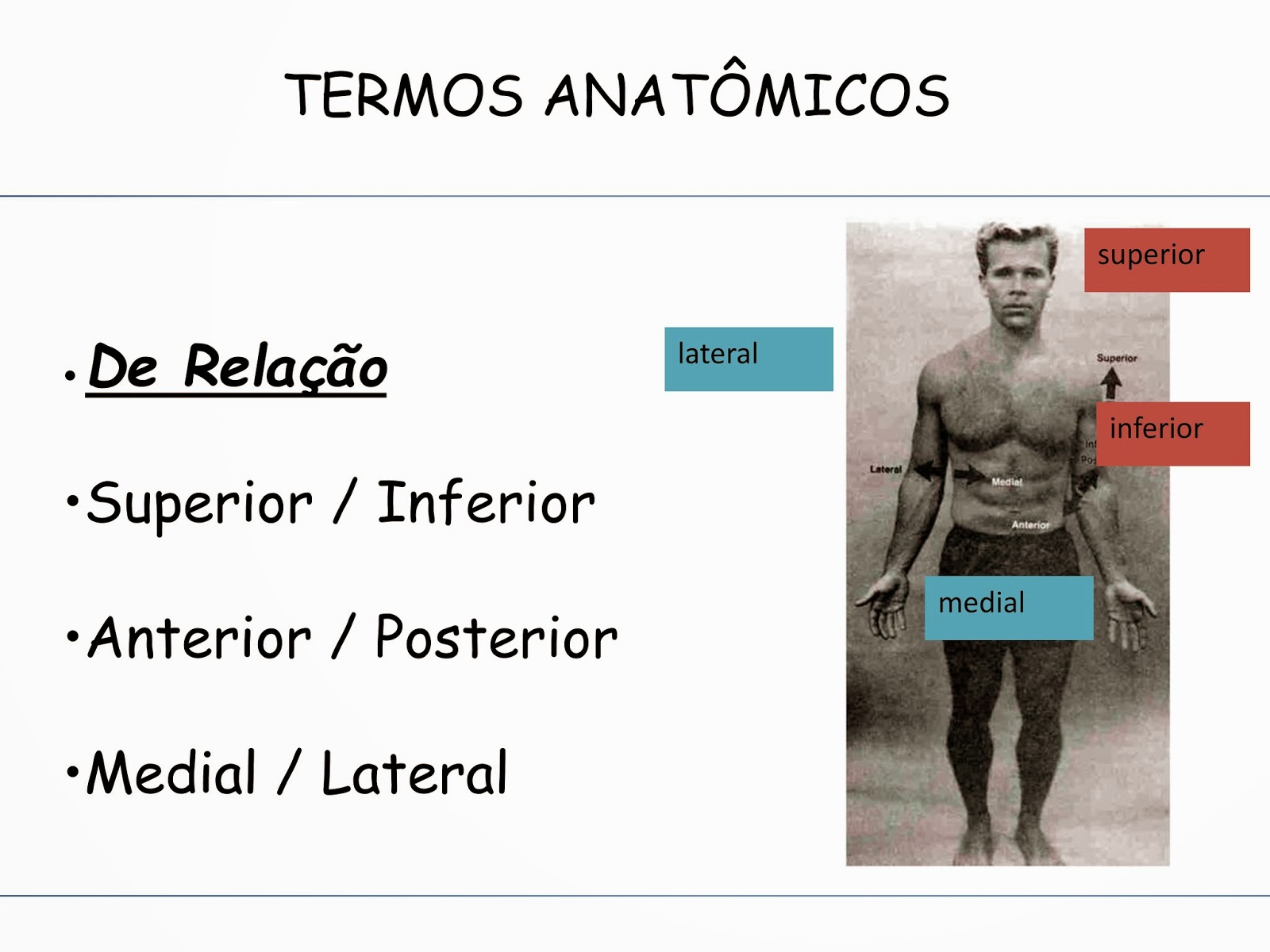 Termo De Relação Anatomia - NAZAEDU