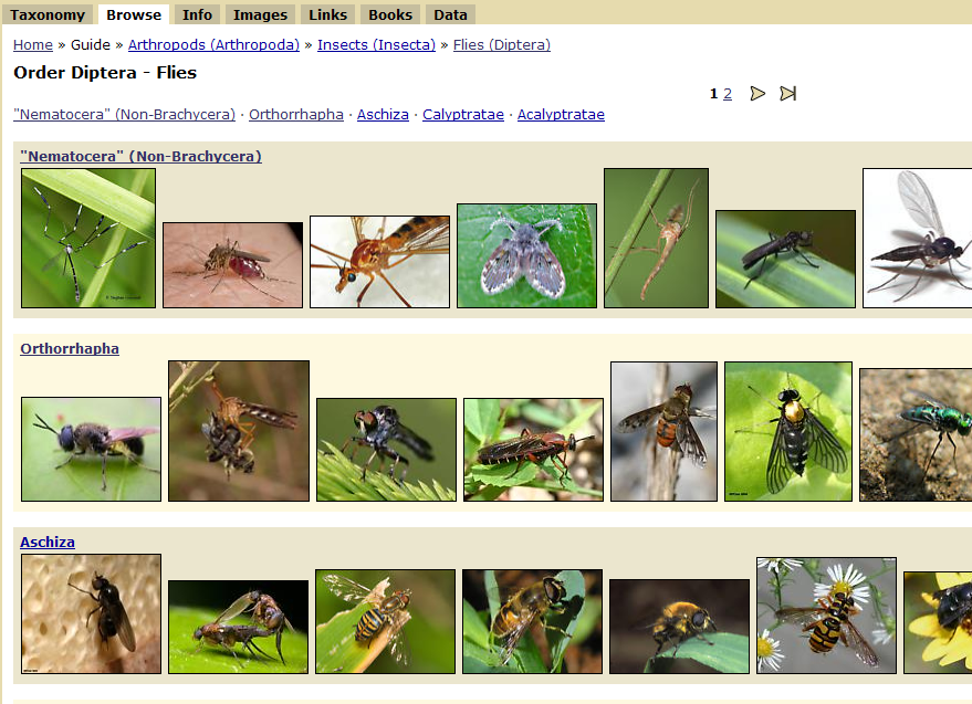 It's Not Work, It's Gardening!: How I identify bugs