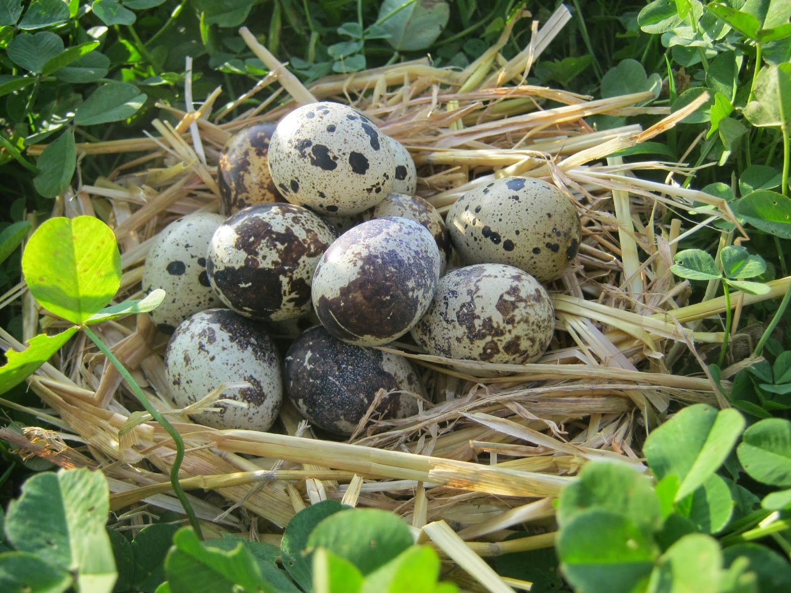 Microferma de Prepelite: Produse Microferma Prepelite Brasov