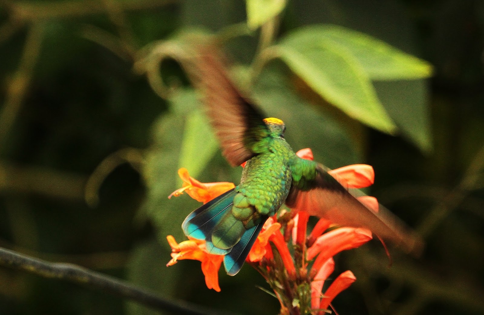 Nuestro bello mundo...: Sparkling Violetear, Colibri Orejivioleta ...
