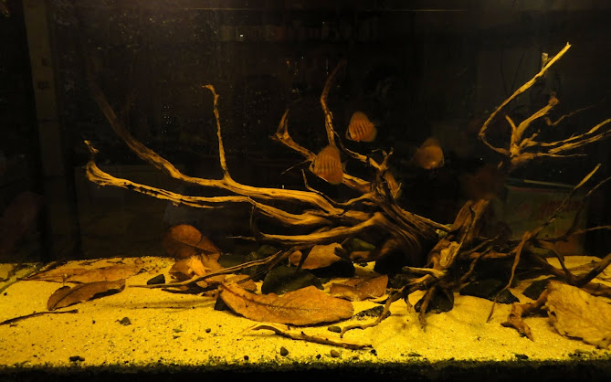Borko's hobbies: Discus aquarium - an Amazon Blackwater biotope