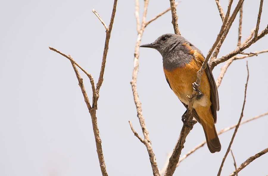 Birds of Saudi Arabia: Birding the Raydah Escarpment near Abha – Bird ...