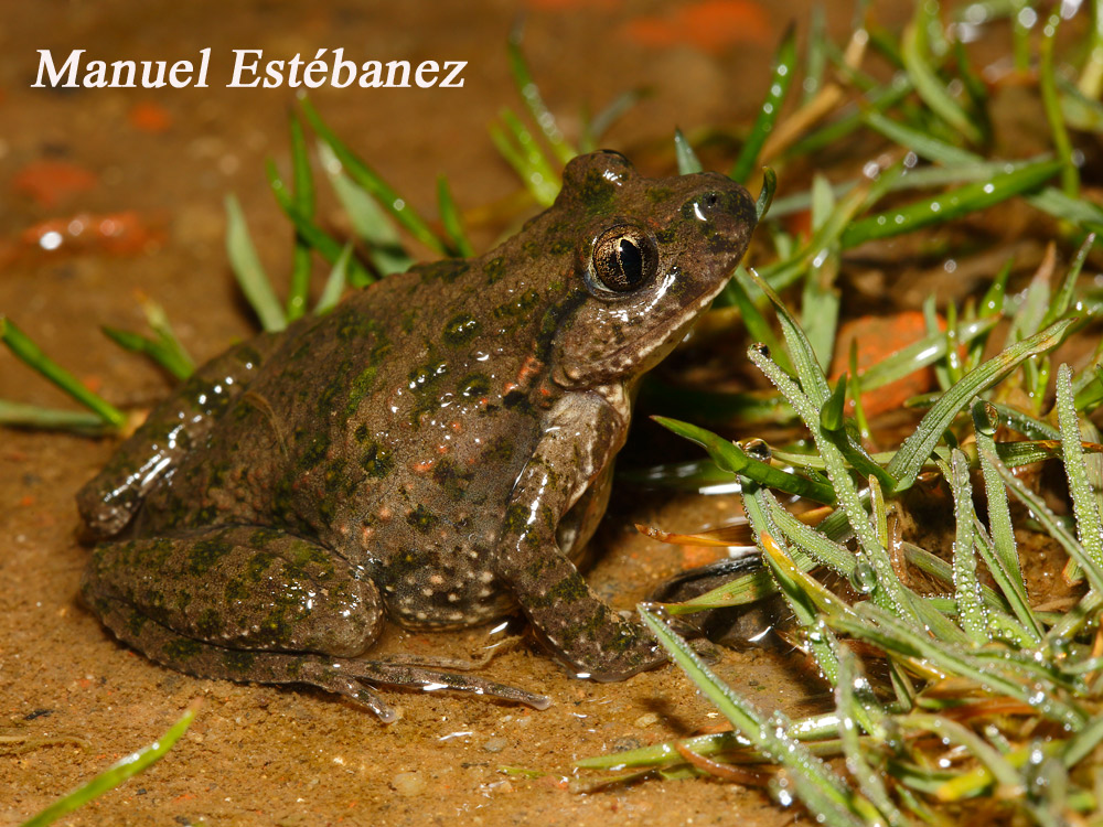 Miradas Cantábricas: Sapillo moteado común hembra (Pelodytes punctatus)
