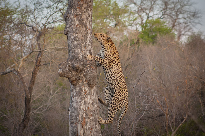 Beauty Of Gir Forest Gujarat.: leopard Design to Kill