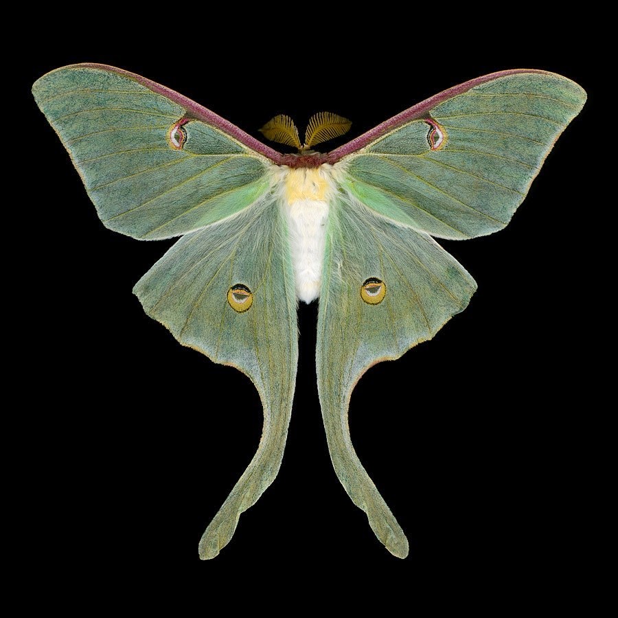 Rustin's Collection Mounting Guide: Found a Luna Moth!