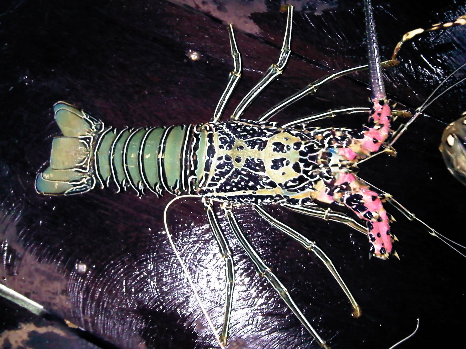 Mama Yoo.....!!: Lobster Dari Daerah Papua
