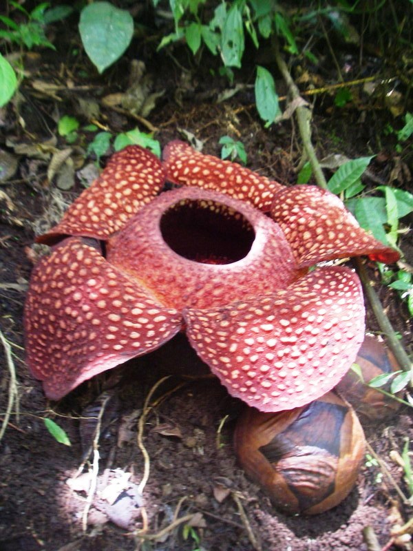 RAFFLESIA ARNOLDII FLOWER photos - wallpapers | the fun bank