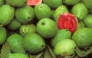 Kandungan Jambu Biji Merah | Manfaat Jambu Biji