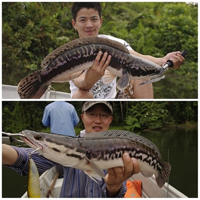 ANGLING WORLD 魔魚釣界: TOMAN fever for China Anglers