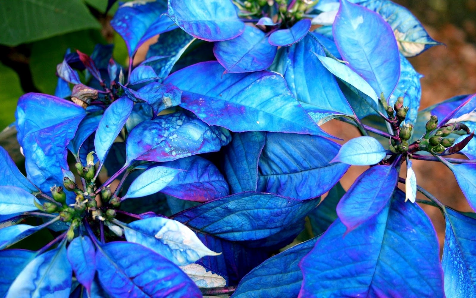 Flores Azules en HD - Blue Flowers | Fotos e Imágenes en FOTOBLOG X