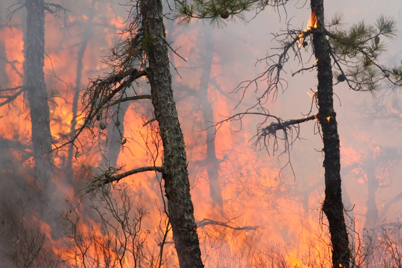Edinburgh Fire Research Centre BLOG: Fire Group Members Work to Better ...