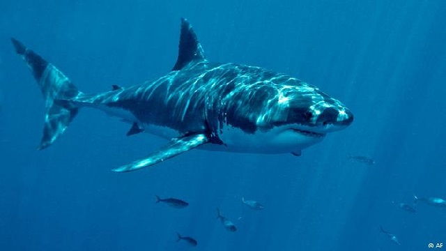 Ikan Hiu Dan Ikan Pari Termasuk Dalam Kelas Chondrichthyes Karena