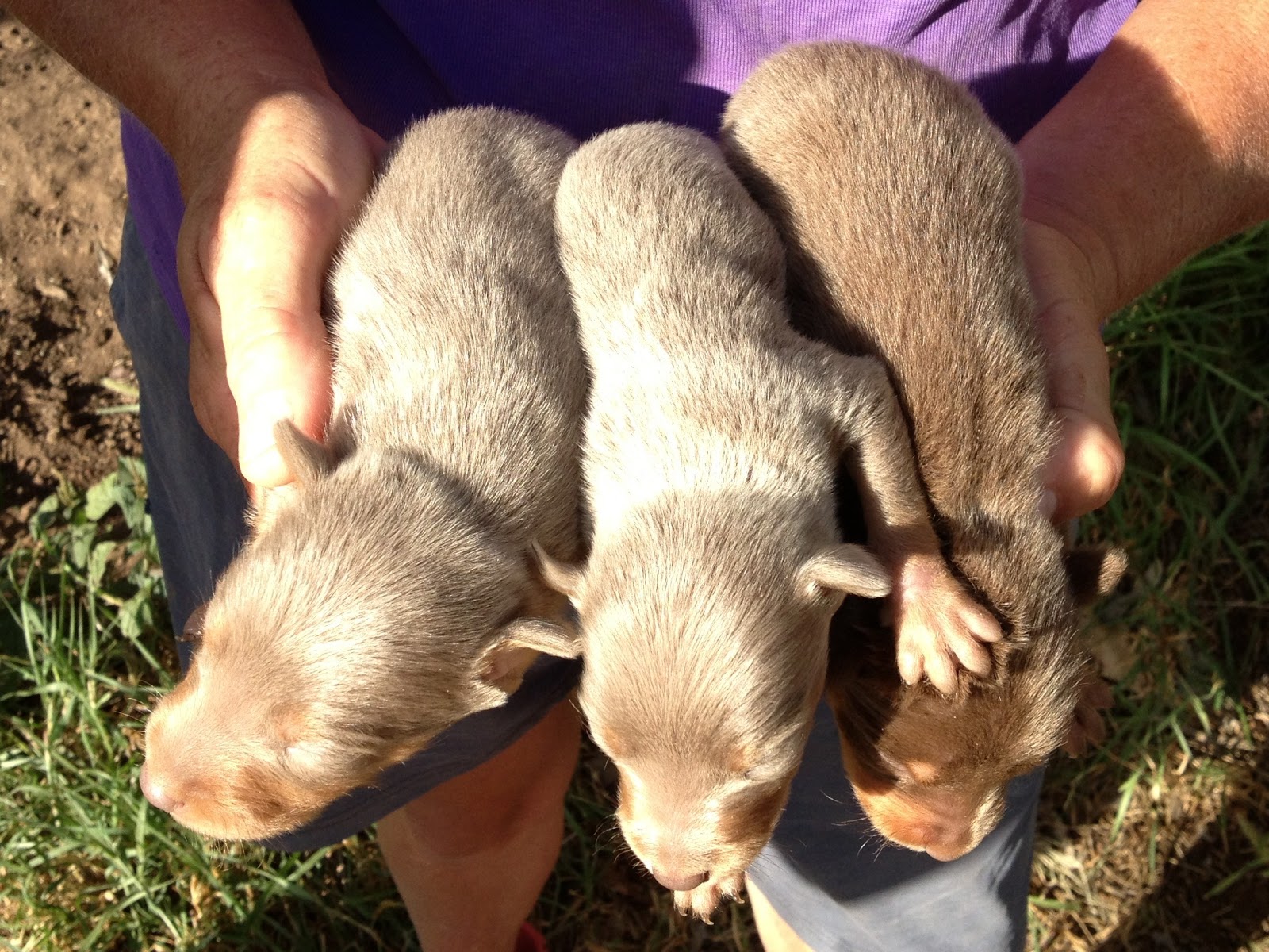 Silver Star Kelpie Stud: NEW PUPPIES