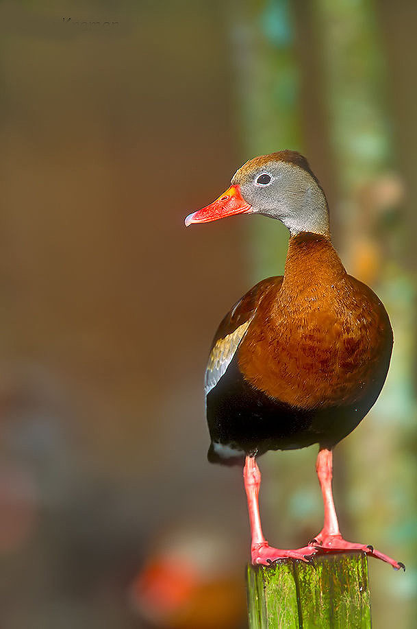 Bellas Aves de El Salvador: Dendrocygna autumnalis (pichiche o pishishe ...