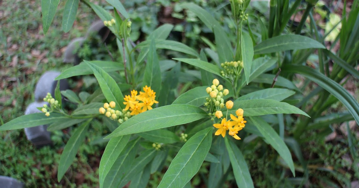 Cody's Plants: Do we have Florida Native Milkweed?
