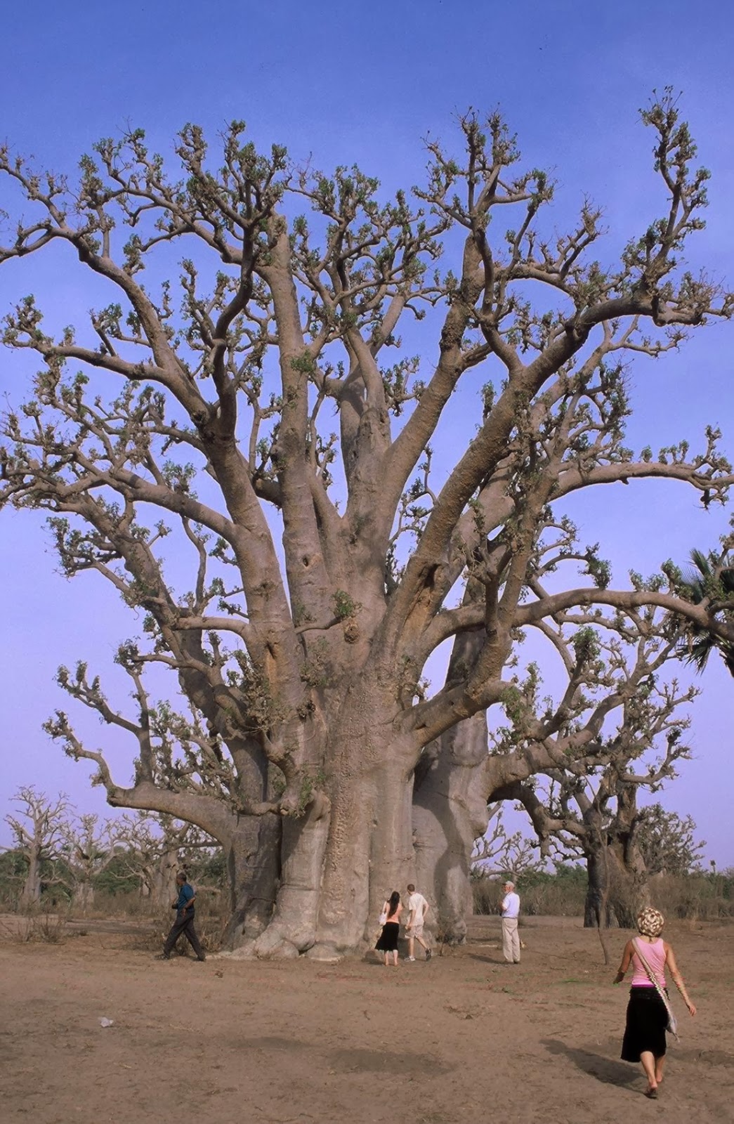 Giant Trees From Around The World: Baobab trees