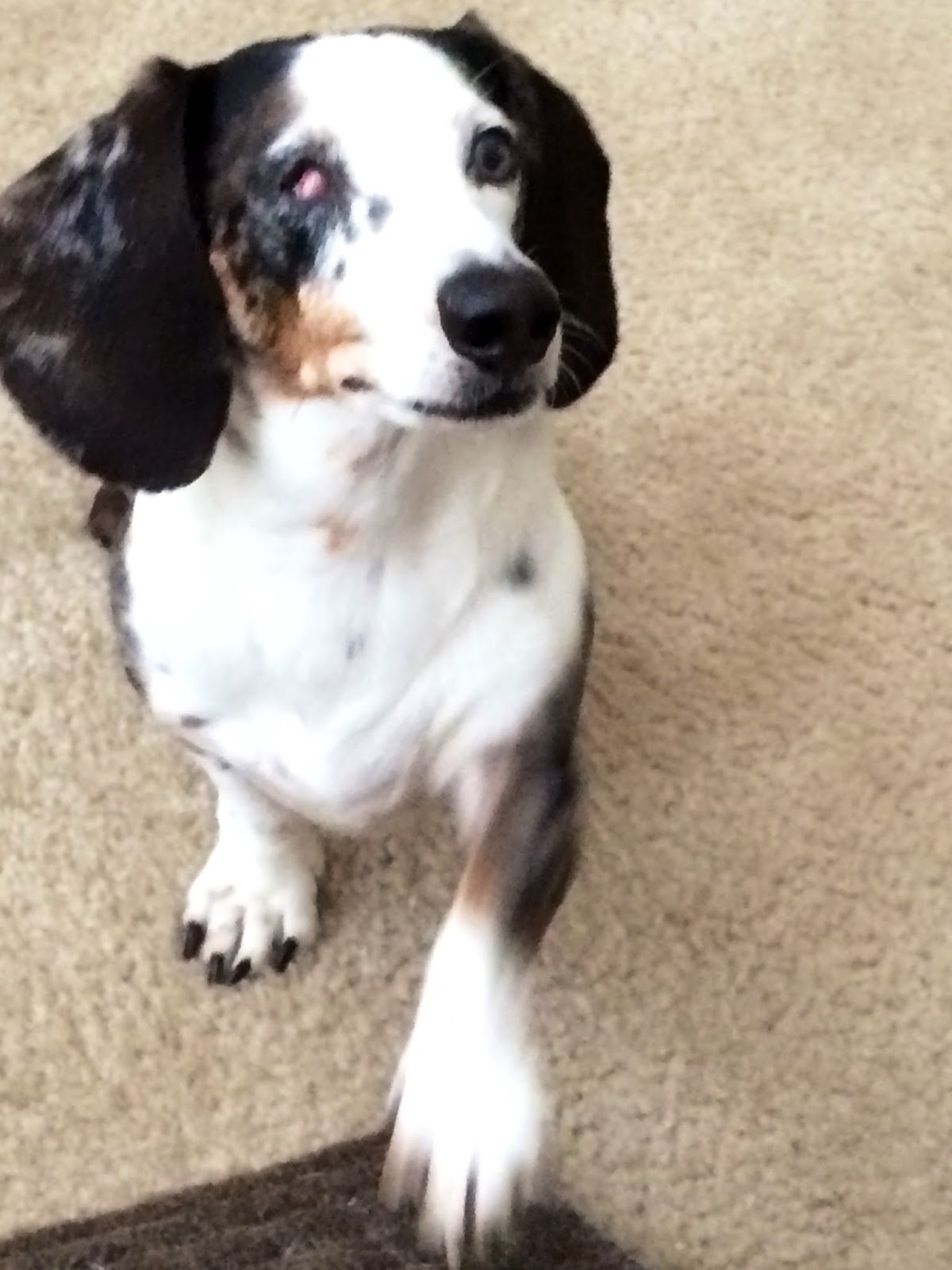 View from the Birdhouse: Dear Abby - Meet Nuggi (A Rescued Pet Spotlight)