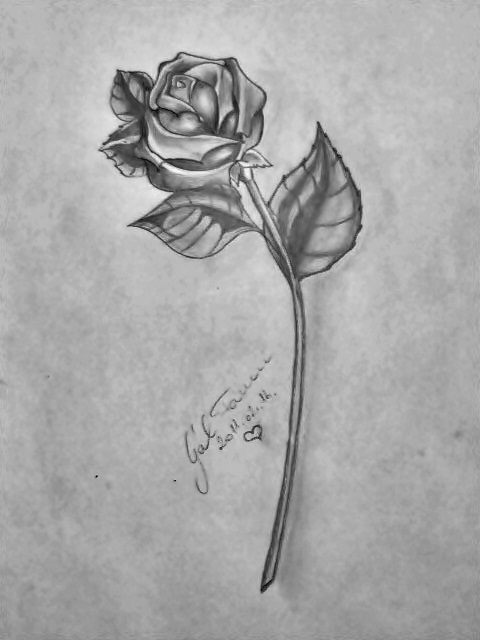 Rajzok: Rózsa