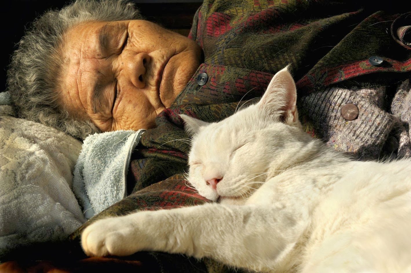 The Adventures Of Misao & Fukumaru Cat - STATIONGOSSIP