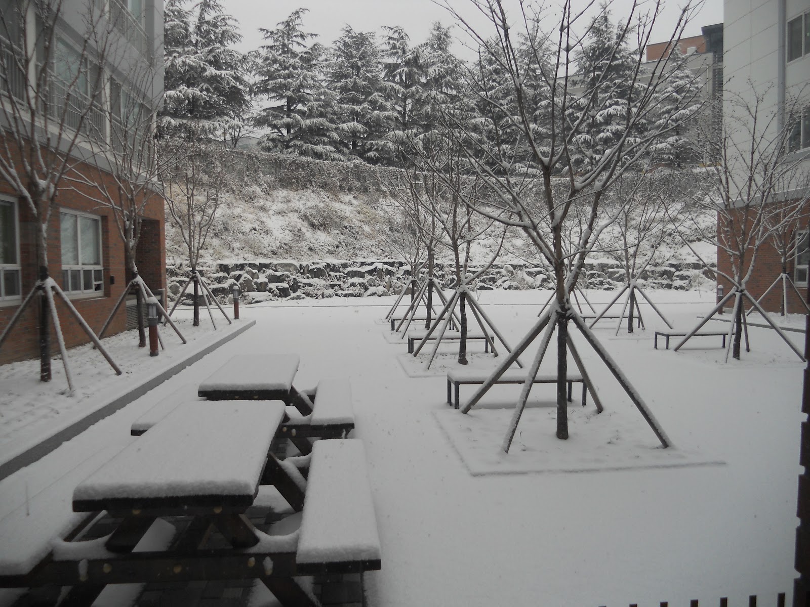 Doublecross in Daegu: Winter in Daegu