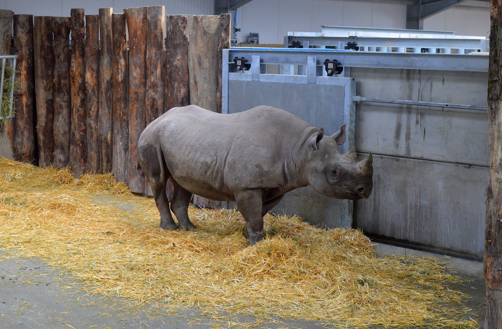 Folly Farm Welcomes the First Black Rhinos to Wales - Diary of the ...