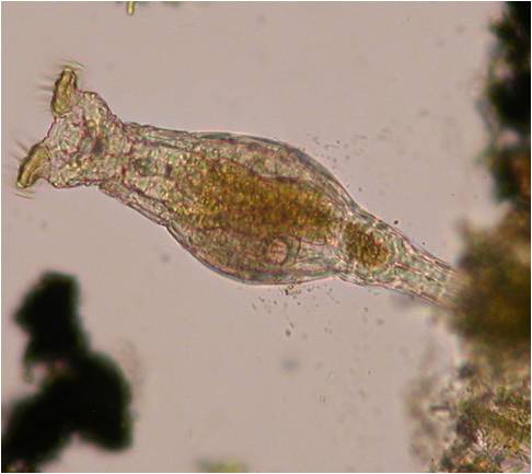 Rotifers – Boil Them, Freeze Them: Just Add Water and They Live ...