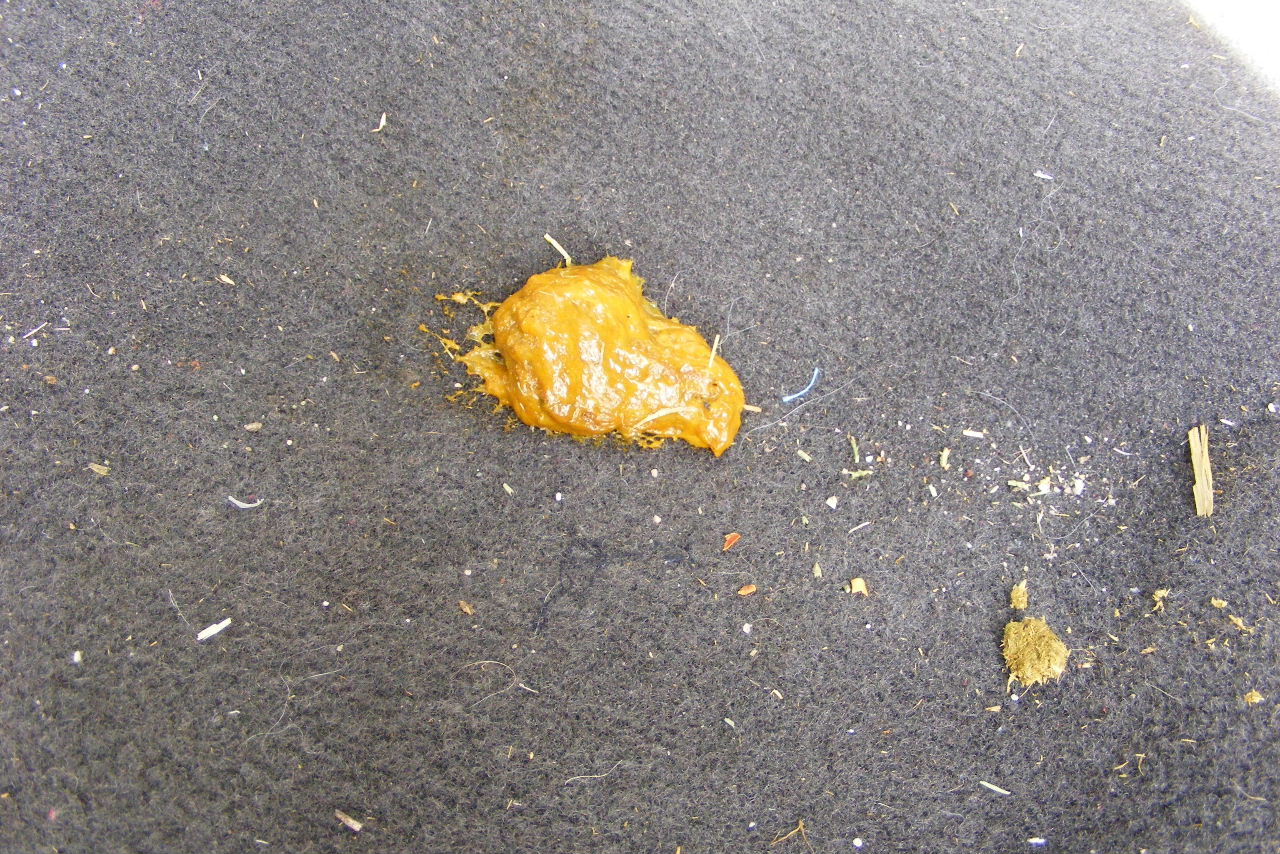 Country Chicken Girl: Oh the Joys of Calving Season