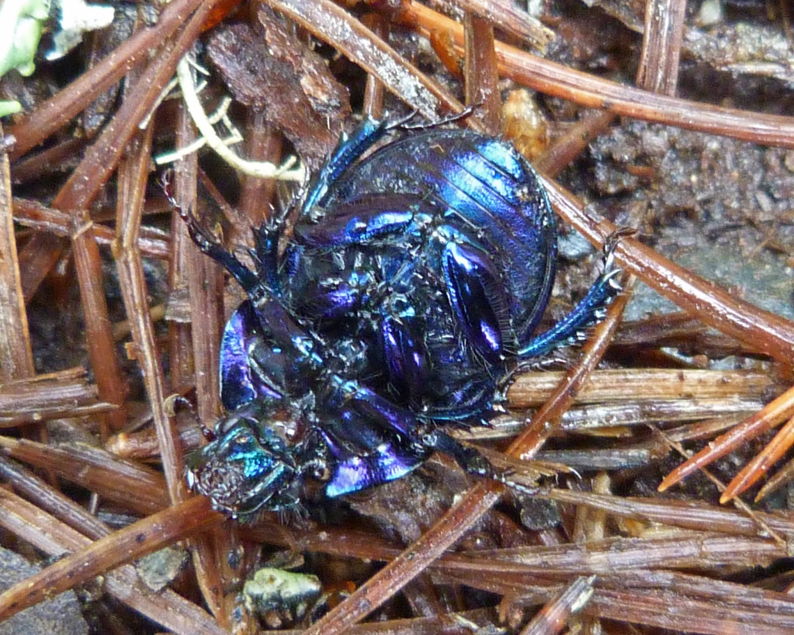 Insects of Scotland: Other Beetles