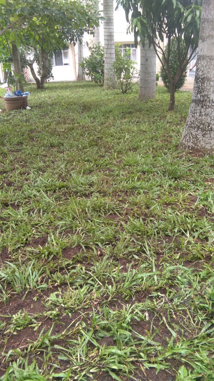 Harga jual rumput gajah paitan rumput gajah lokal Oktober Tahun 2023 ...