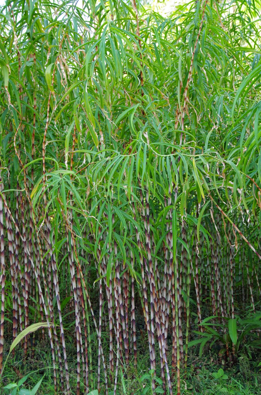 Trees and Plants: Bamboo Ginger