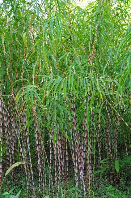 Trees and Plants: Bamboo Ginger
