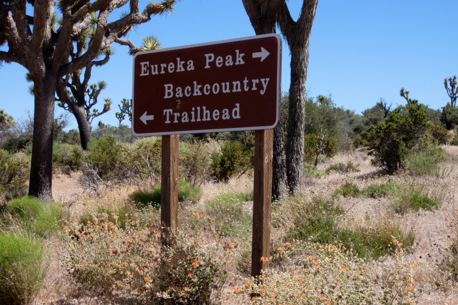 Spare Parts and Pics: Covington Flat, Joshua Tree National Park