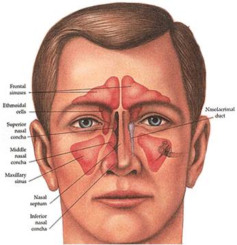 Koass 1/2 dewa: ANATOMI SINUS PARANASAL & PEMERIKSAAN SINUS PARANASAL