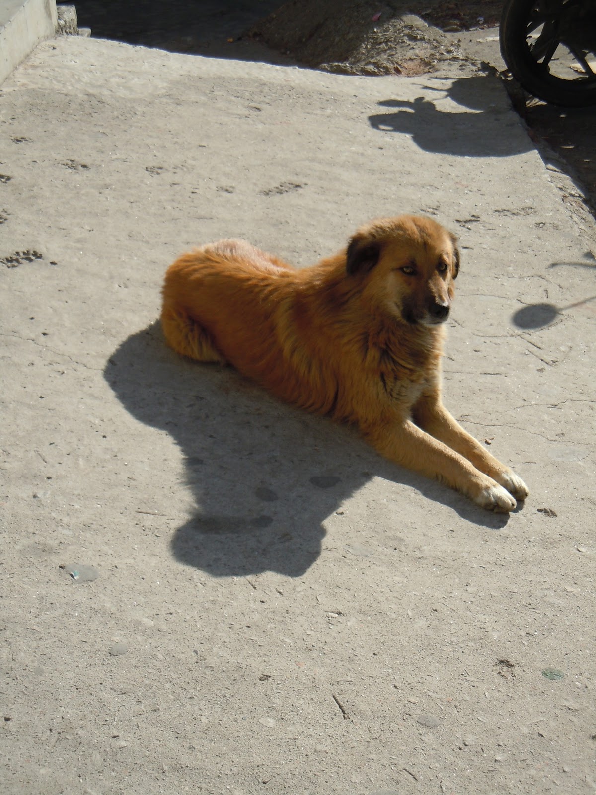 Yankee in Bhutan: Dogs of Thimphu and Changri