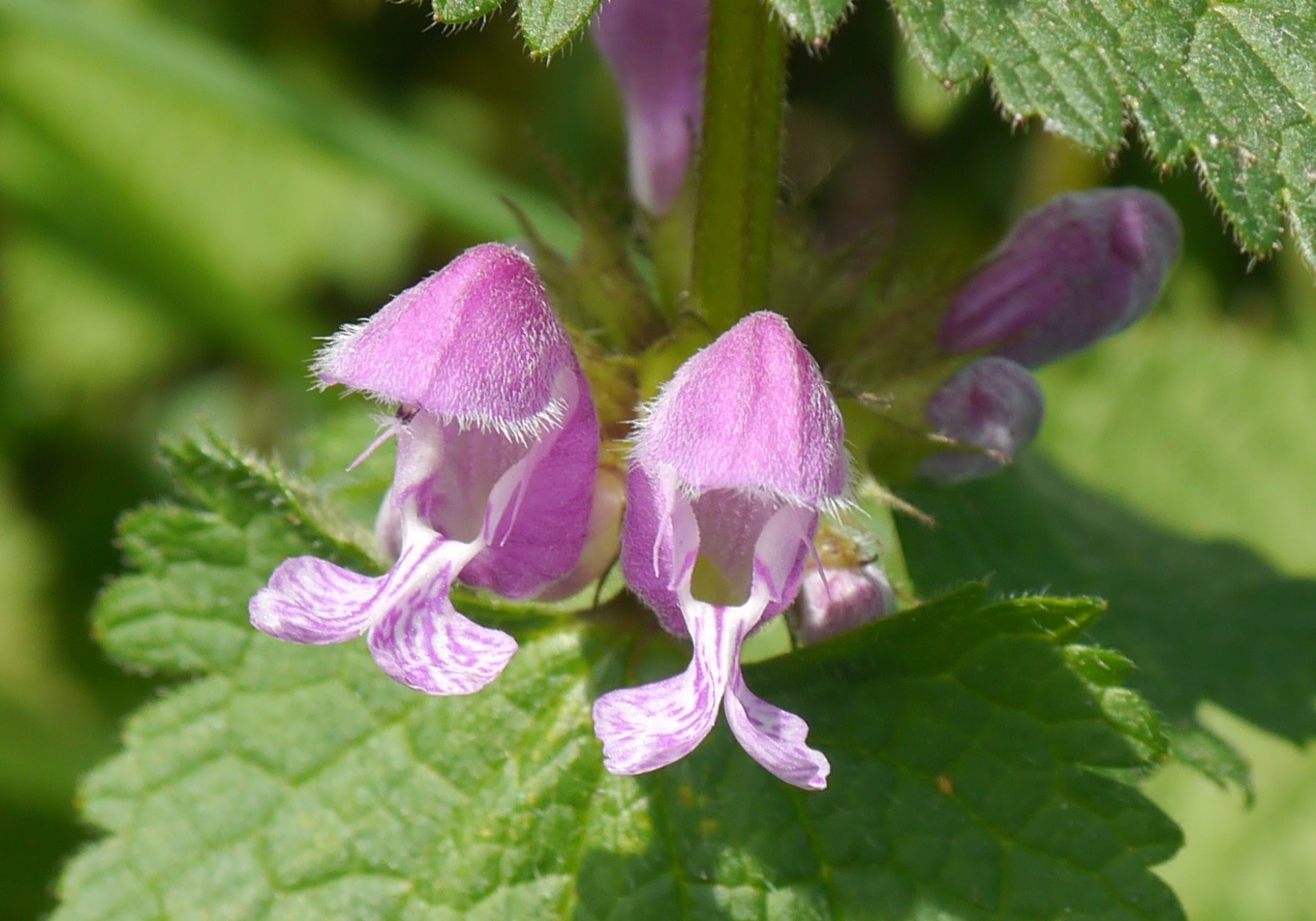 Instantes botánicos: Lamium maculatum