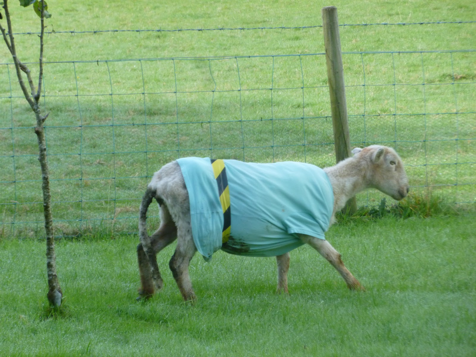 Our New Life in the Country: Mutton Dressed As ....