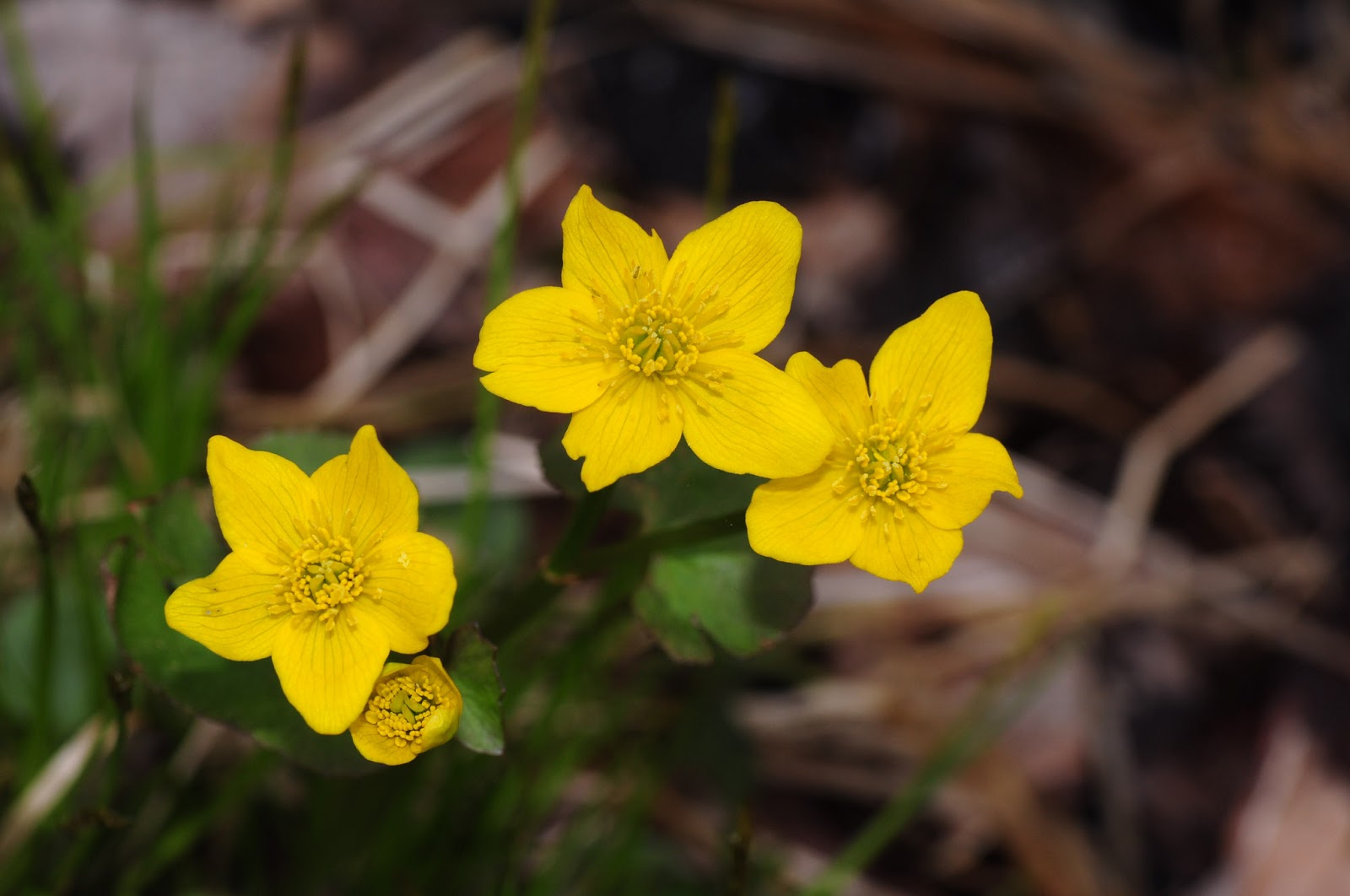 An Adirondack Naturalist in Central New York: Spring Flowers at Last!